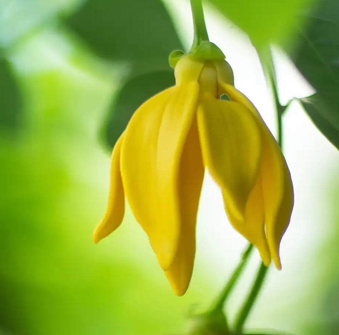 Kulun Body Butter – Lillie Mae Handmade Aromatherapy Products